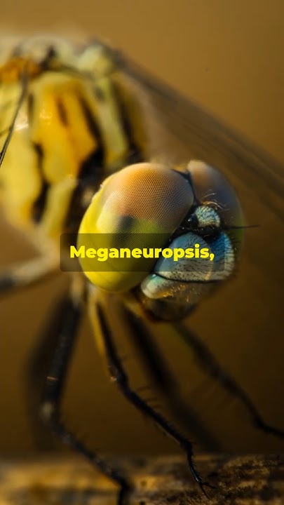 The Giant Dragonfly Meganeuropsis #facts #fascinatingwildlife #funfact #animalfacts # ...
