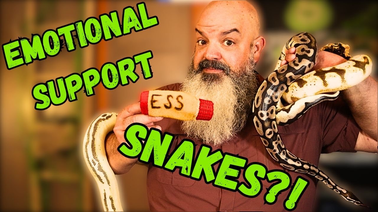 Can a SNAKE be a service animal? - YouTube