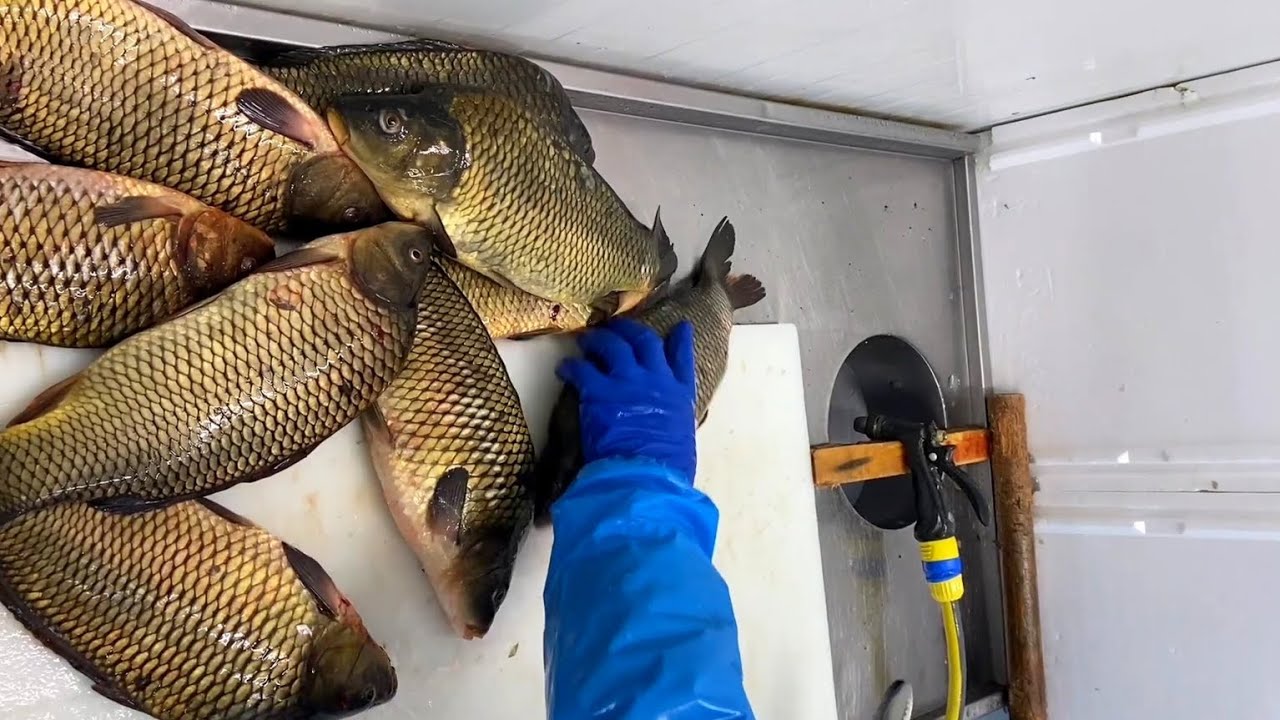 Lots of CARP FISH | Fast cleaning of fish | Fish on an industrial scale ...