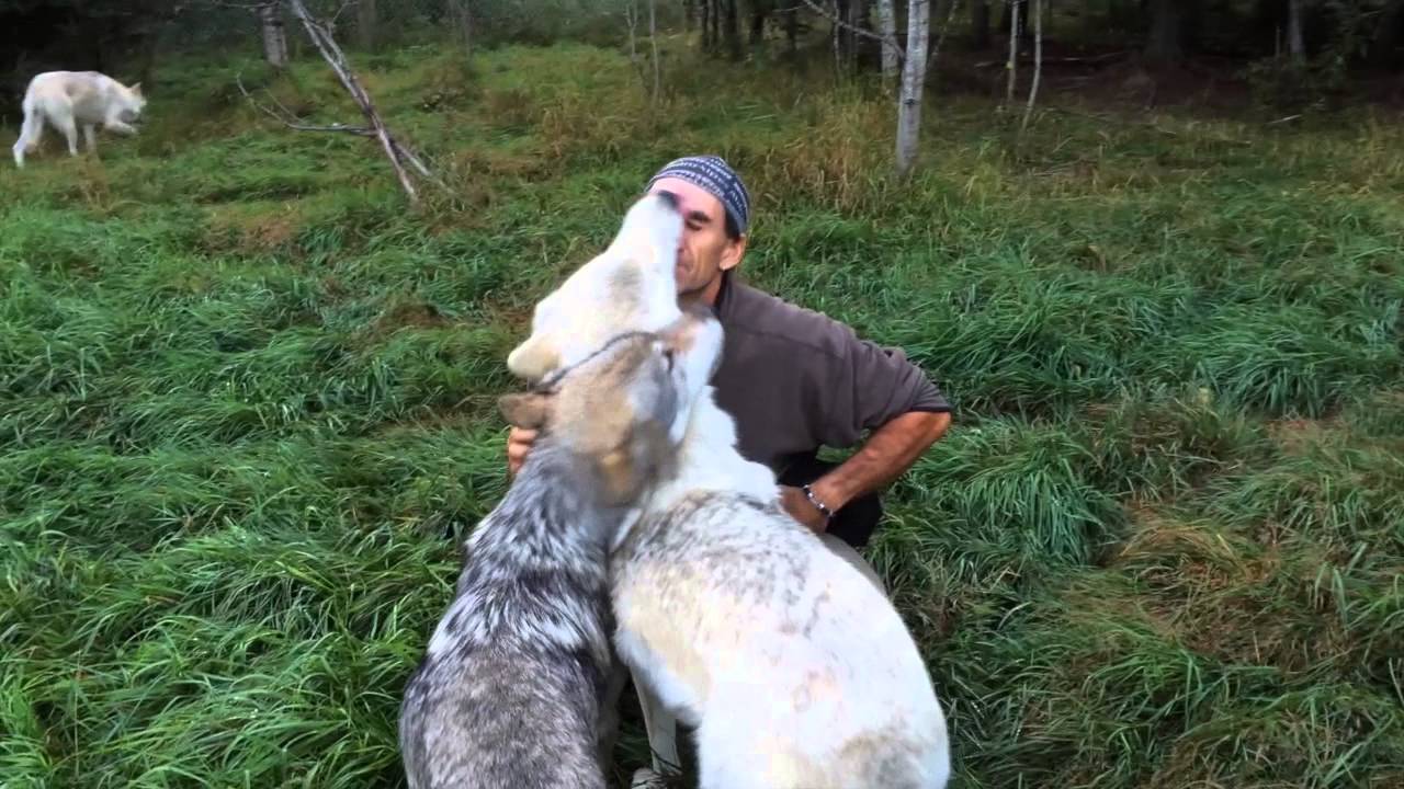 Walking with wolves - YouTube