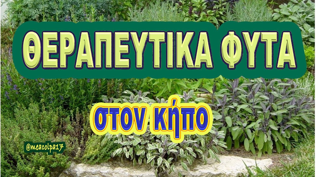 Θεραπευτικά Φυτά Στις Γλάστρες Και Τον Κήπο - YouTube