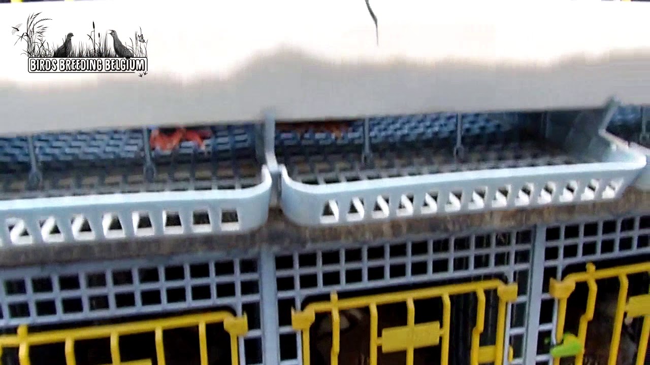 Chukar partridge laying cages - YouTube