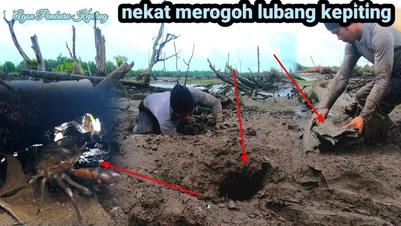 Berburu kepiting bakau di bulan Ramadhan alhamdulillah hasil memuaskan ...