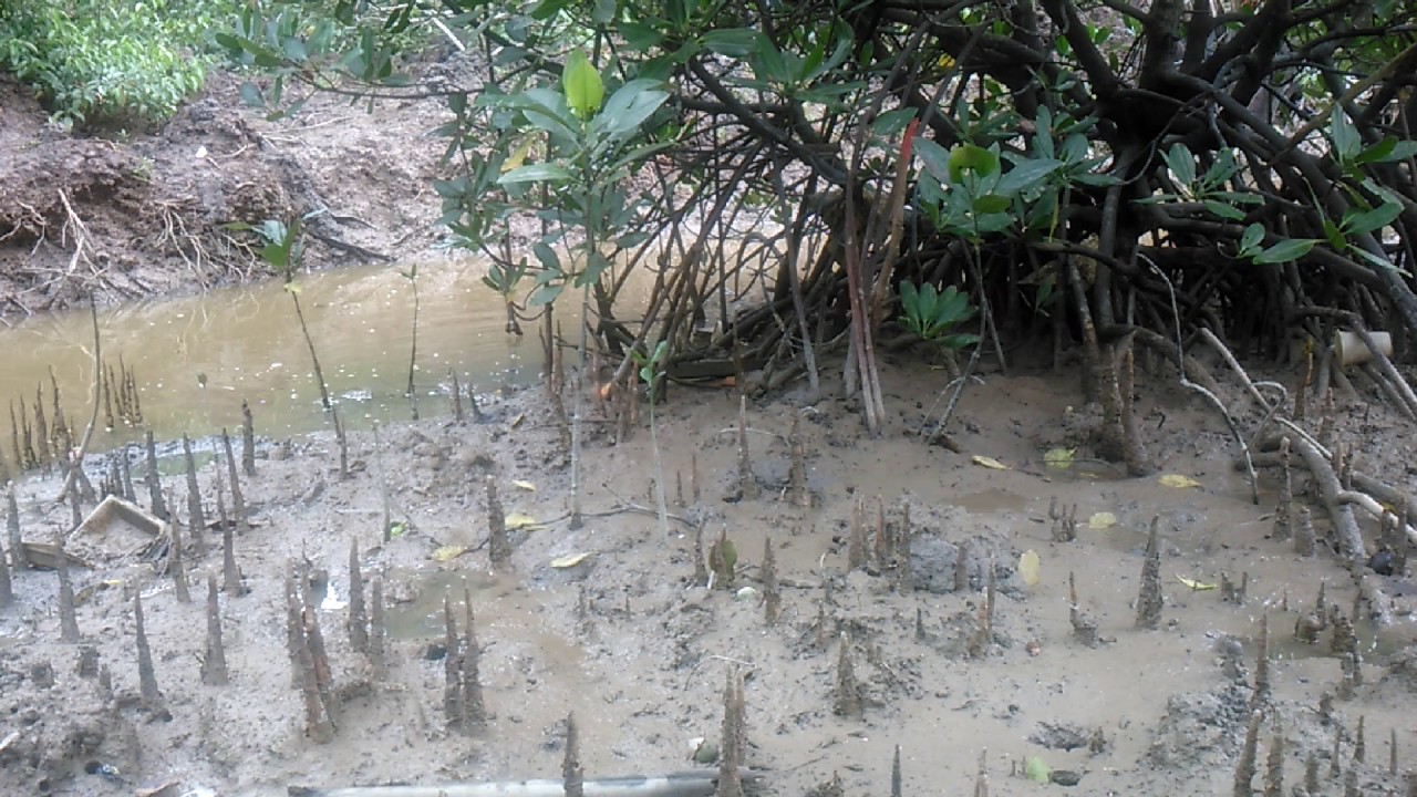 Ikan belacak/temakol - YouTube