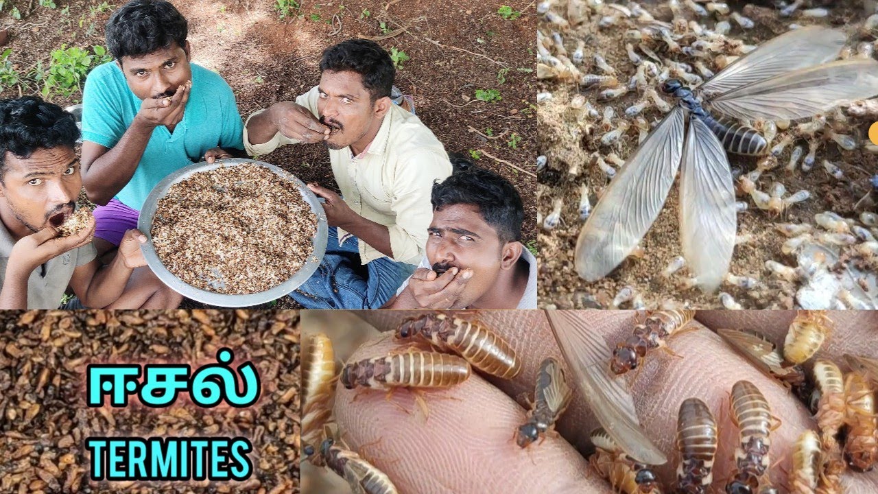 Eesal/Winged Termites cooking/village health food/Eating winged ...
