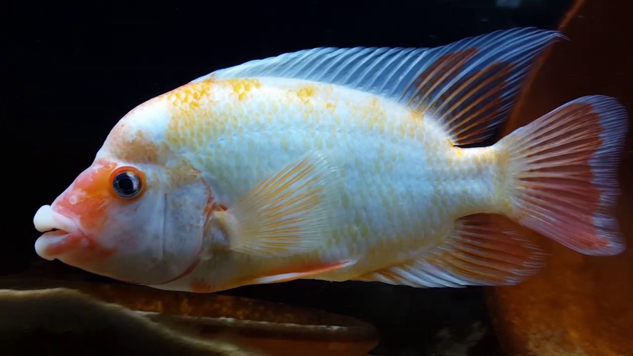 True amohilophus labiatus "red devil" cichlid - YouTube