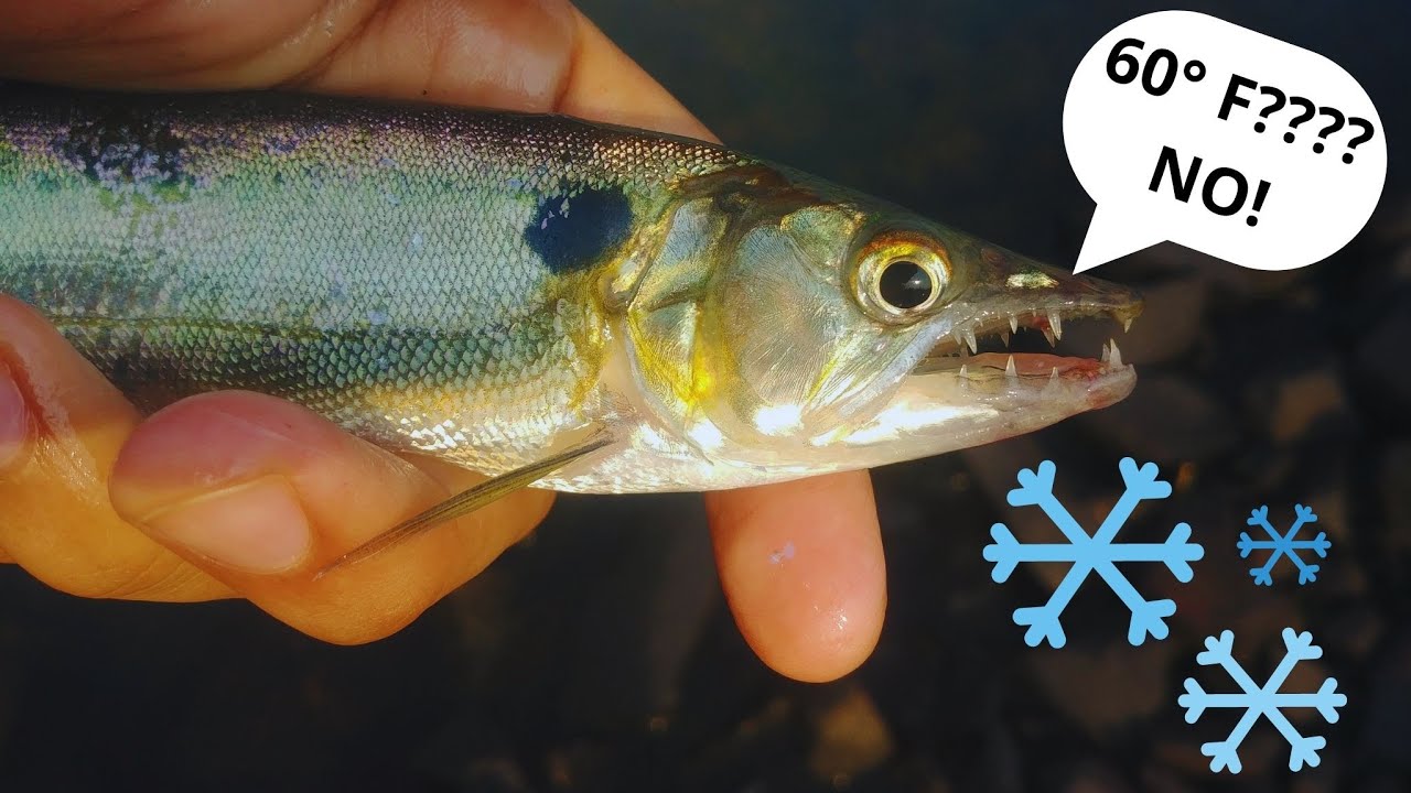 What's the COLDEST your South American aquarium FISH can tolerate ...