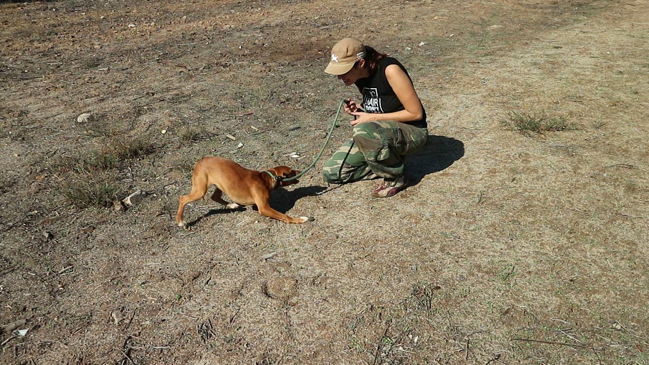 Gizzy videos 2 - YouTube