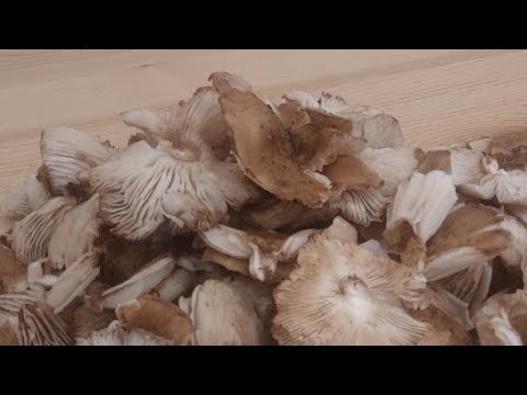 How to clean honeycomb mushrooms (ARMS) Vertical video - YouTube