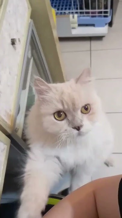 Cat Wants Attention - YouTube