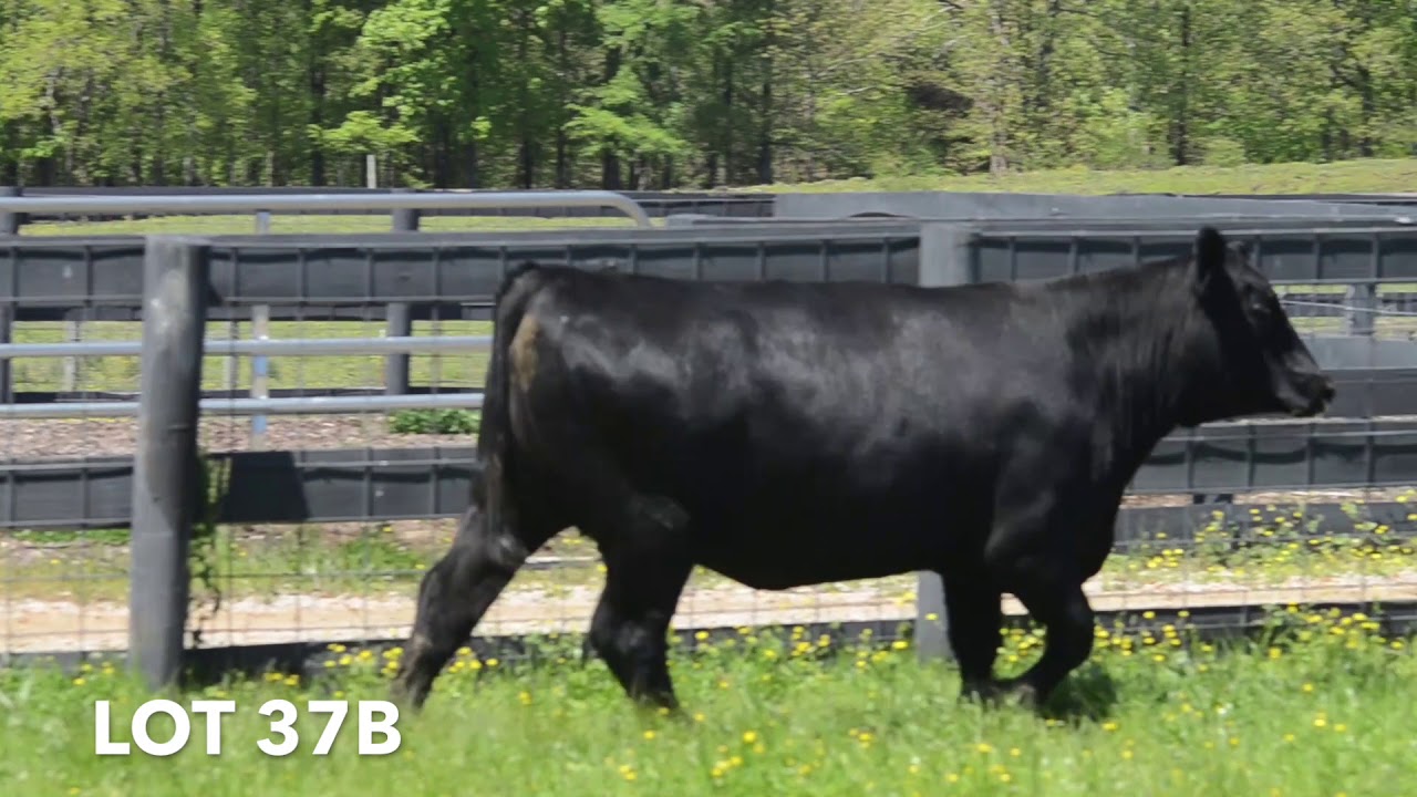 37B - YouTube