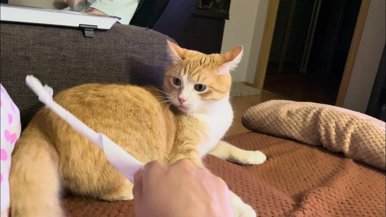 Рыжий кот Гриша очень сильно веселится. #кот #коты #кошка #веселье # ...