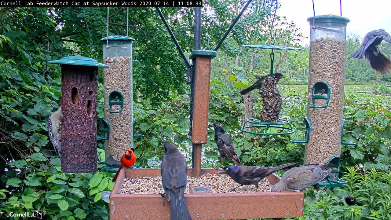 Male Northern Cardinal Camps Out In Corner Of Feeder Platform | Cornell ...