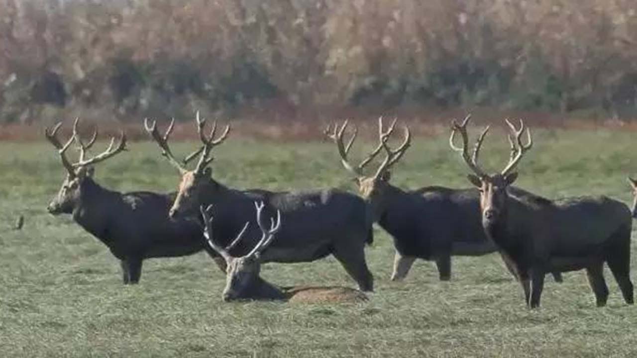 Large number of endangered wild elaphure deer sighted in central China ...