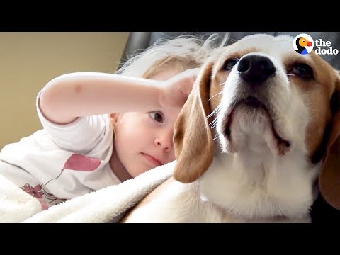 Girl Surprises Her Beagle Dog With A Puppy Sister | The Dodo