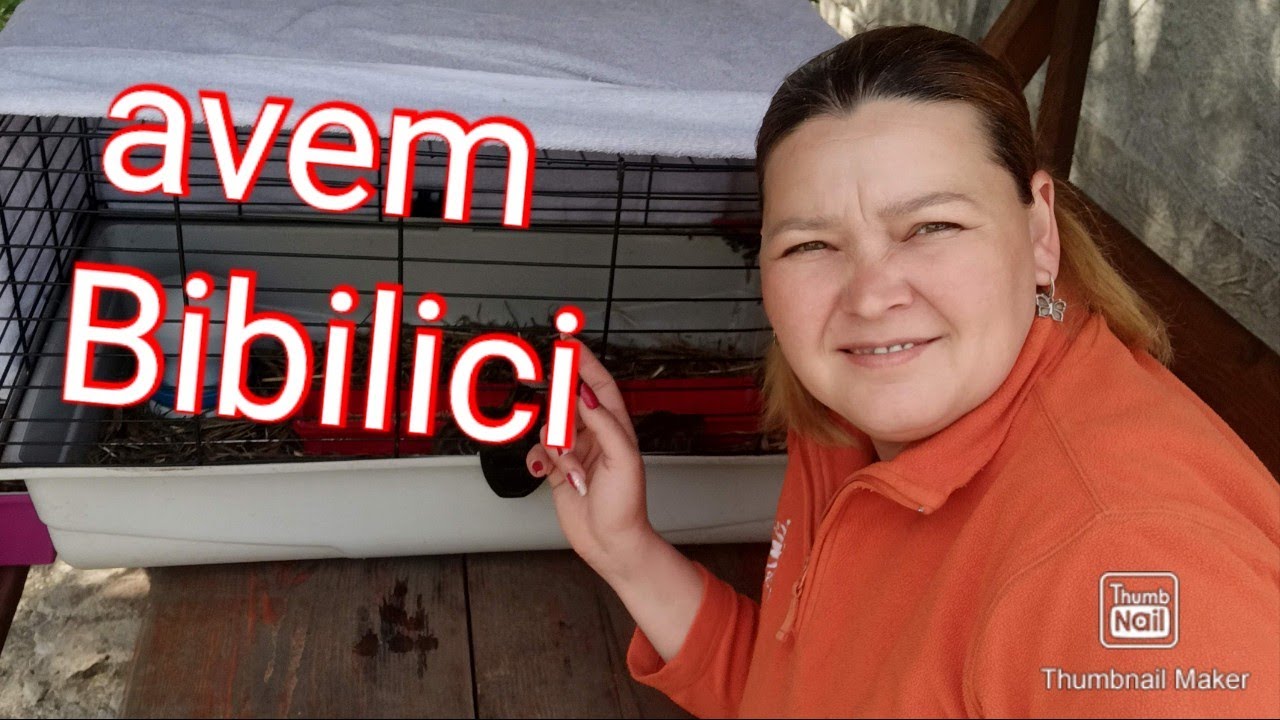 Am primit pui de Bibilica / cum le amenajăm spațiul ( cu ce hrănim pui ...