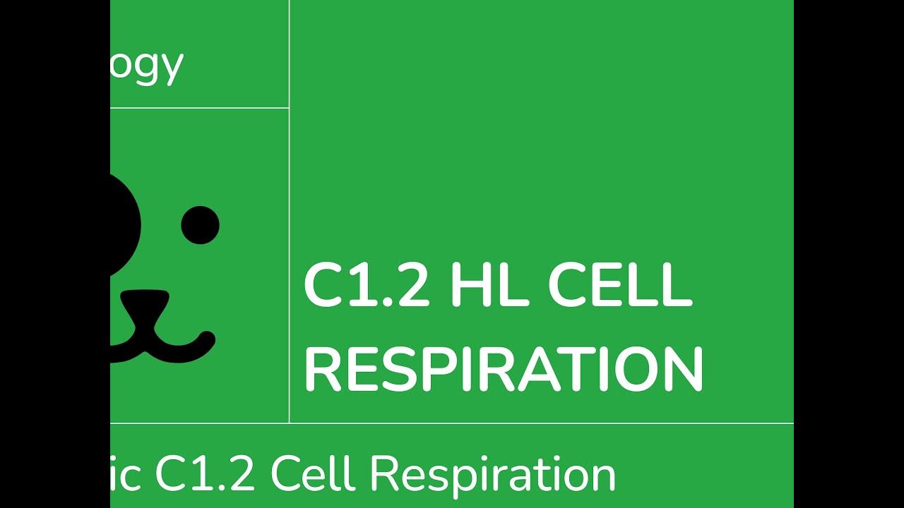C1.2 HL Cell Respiration [IB Biology HL] - YouTube
