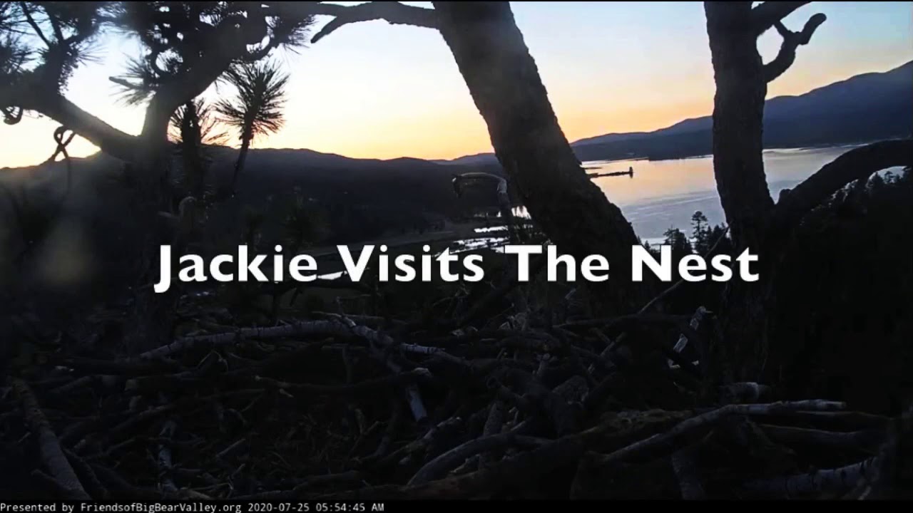FOBBV Bald Eagle Cam - Fiona the Flying Squirrel and a Visit from ...