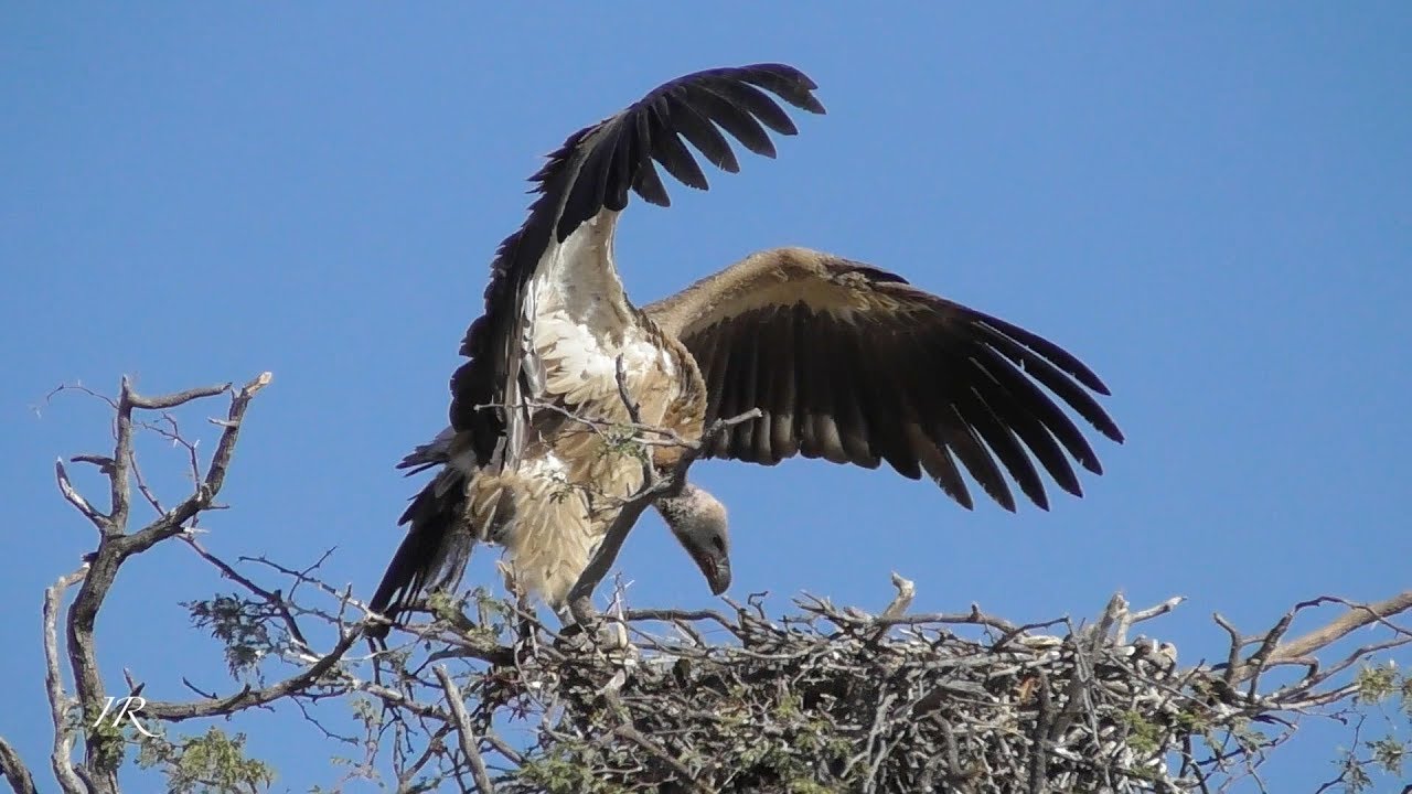 White-backed vulture - Botswana - YouTube
