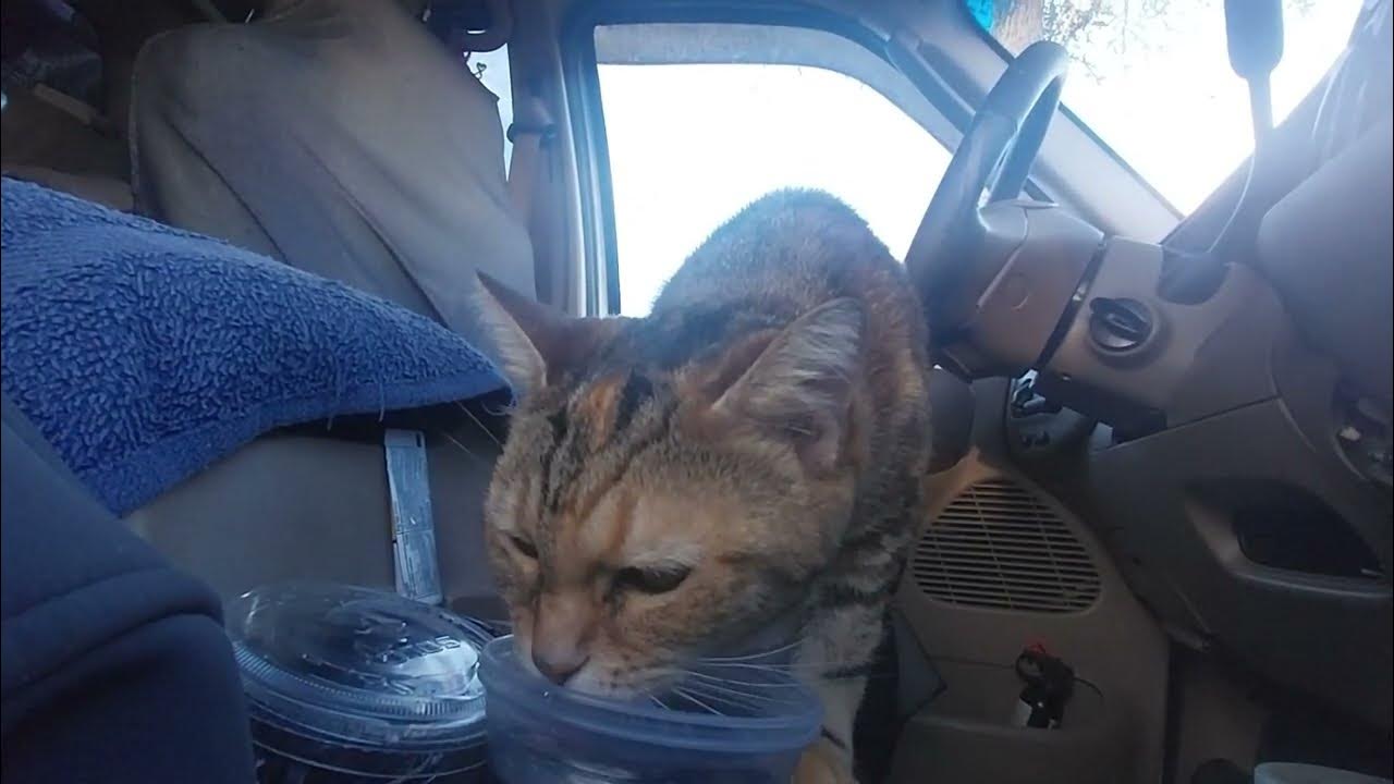 Precious Pussycat Show Slurping Water Omg Cat Catlover Purrfect
