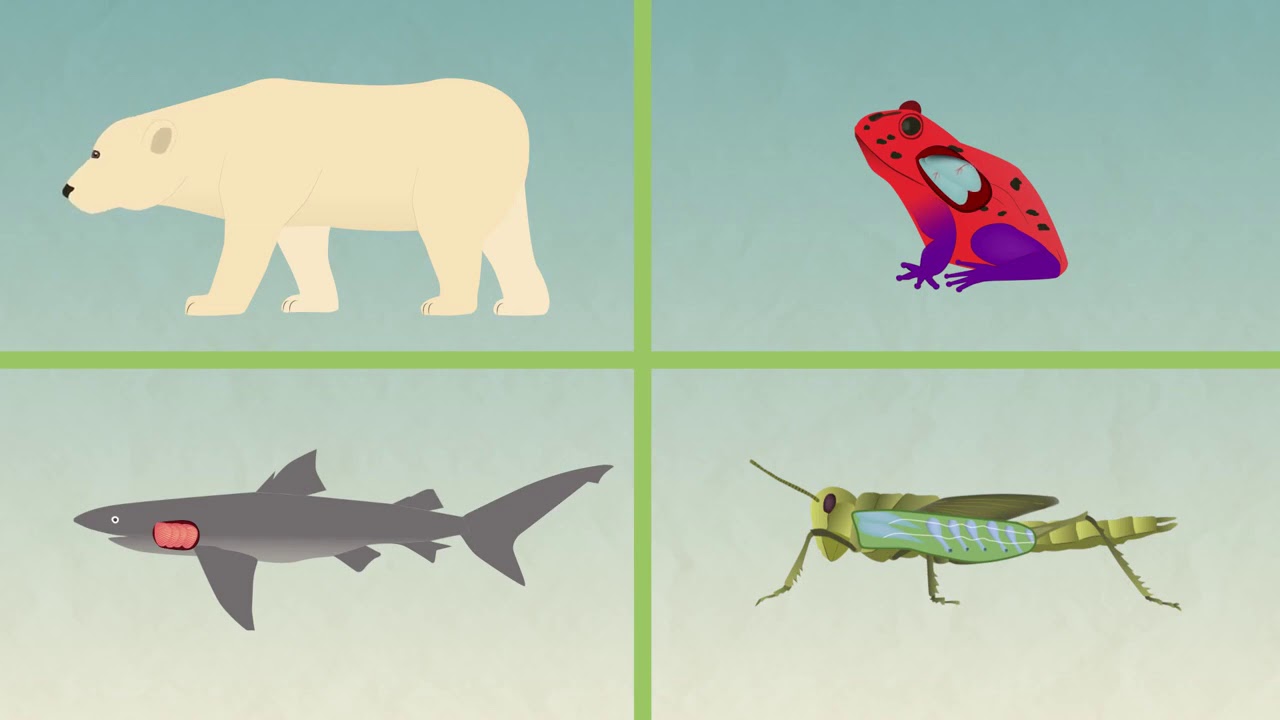 Gas Exchange In Different Animals Physiology Biology FuseSchool - YouTube