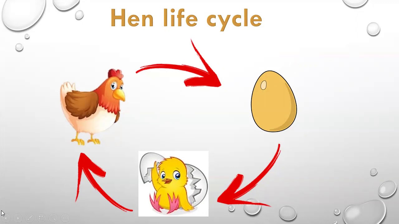 Hen Life Cycle YouTube hen-life-cycle-youtube