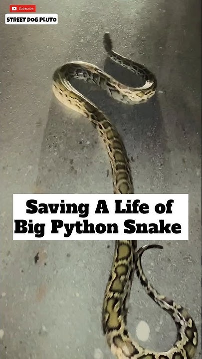 Big Python Snake Rescue 🐍 | #270 - YouTube