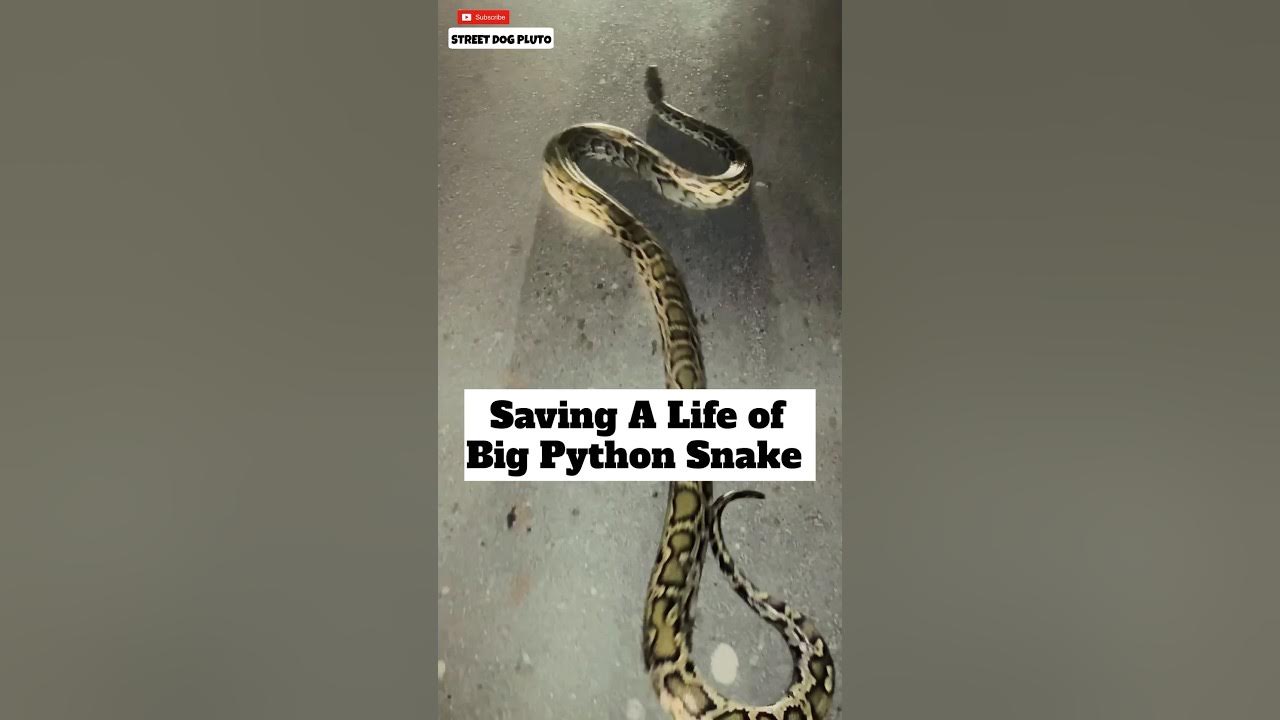 Big Python Snake Rescue 🐍 | #270 - YouTube