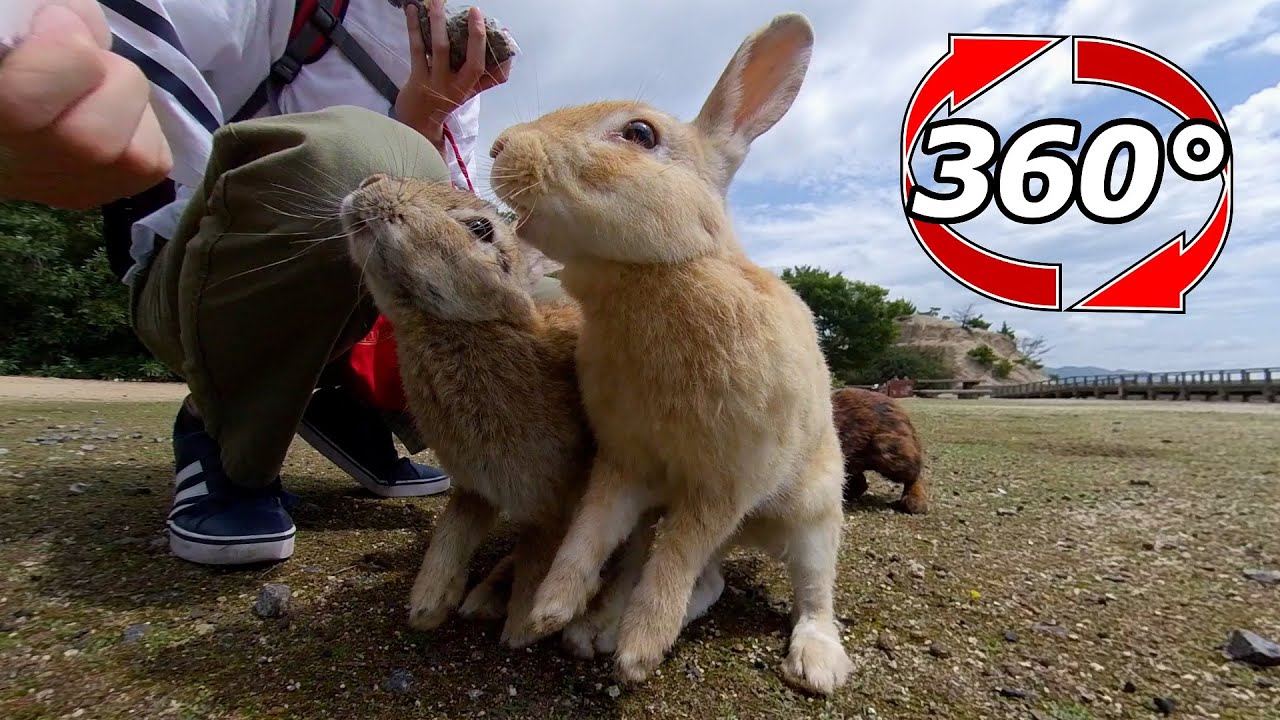 VR 360° | Rabbits "The long-awaited time has come!" - YouTube