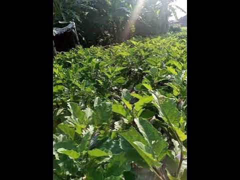 Ema MZ nah subur - YouTube