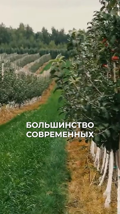 Садовая фреза для идеального урожая #ферма #сад - YouTube