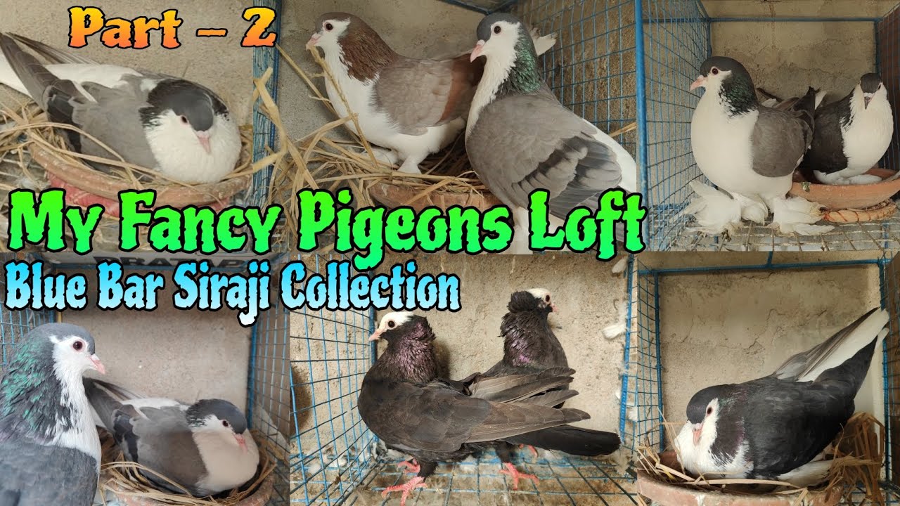 Part 2 // My New Fancy Pigeons Collection || Blue Bar , Red Bar Lahore ...
