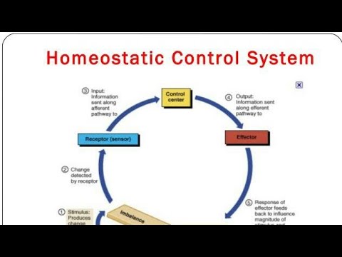 Simple and easy explanation of homeostasis part 1 - YouTube