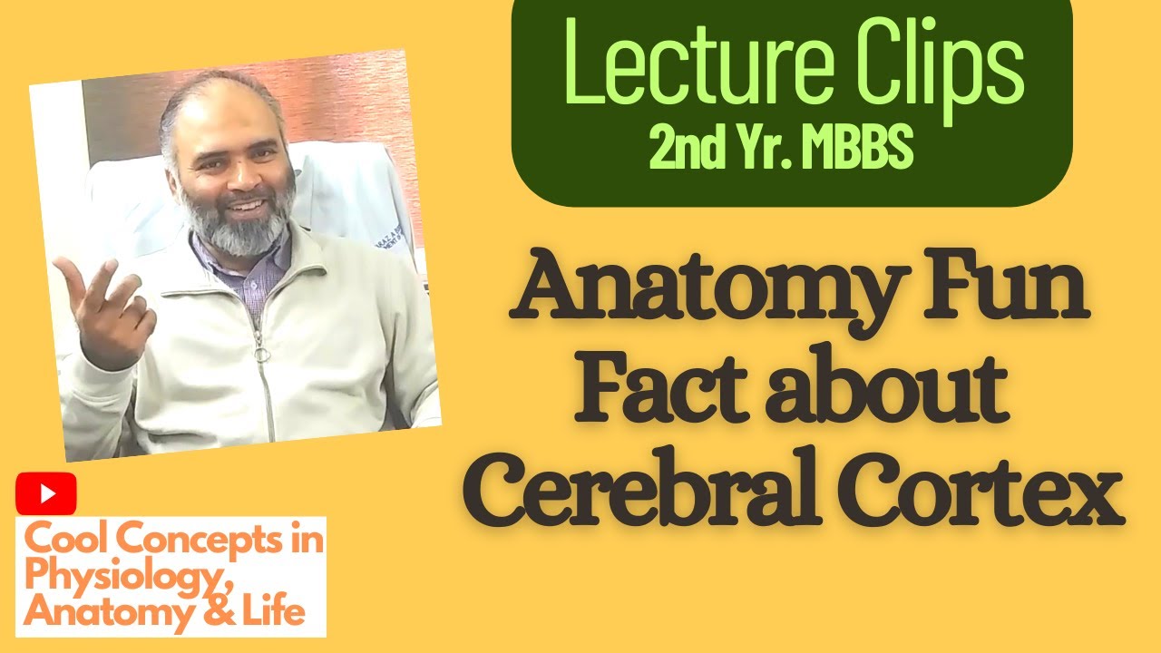 Cerebral Cortex White Matter - Anatomy Fun Fact (2nd Year MBBS) - YouTube