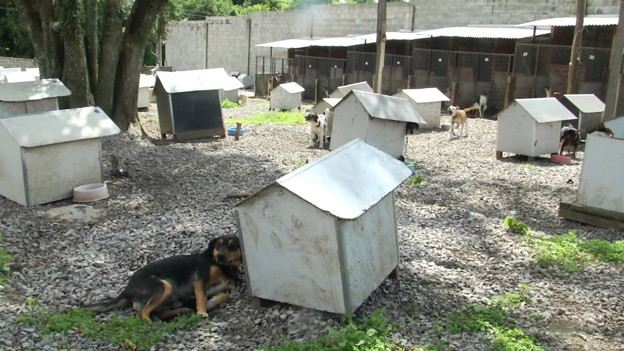 Favela de Perros Brazil 2014 - YouTube