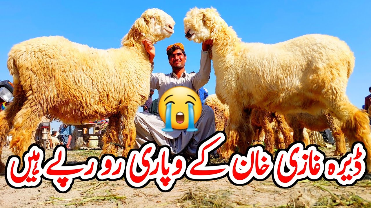 dera ghazi khan mundra mandi 03314765253 Mundra goat farm. mundra ...