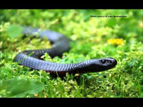 Hunting Snak by Judith Wright Video Poem- RMK - YouTube