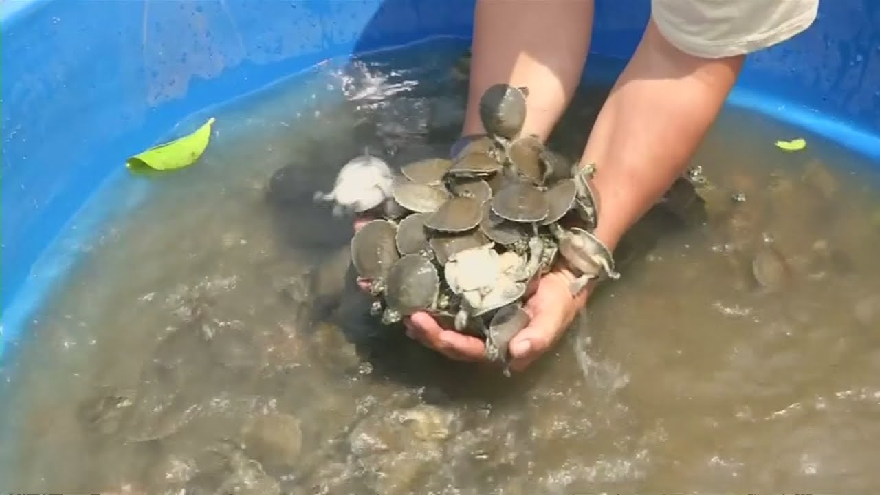 Baby turtles released into the wild in Bolivia - YouTube