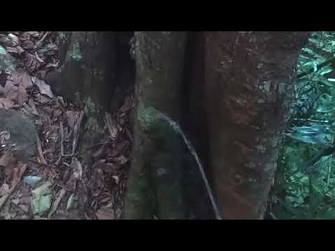 Outdoor peeing | peeing on big tree