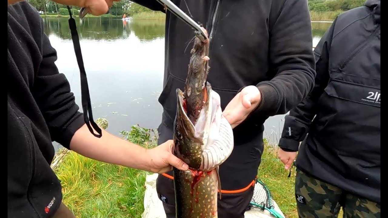 Stor Gedde sluger kæmpe rotte, Gedde tur med Juniore hold - YouTube