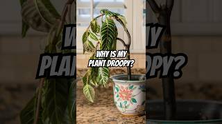 Drooping plants? Here’s why! 🍃 #plantcare #houseplants #plants #shorts