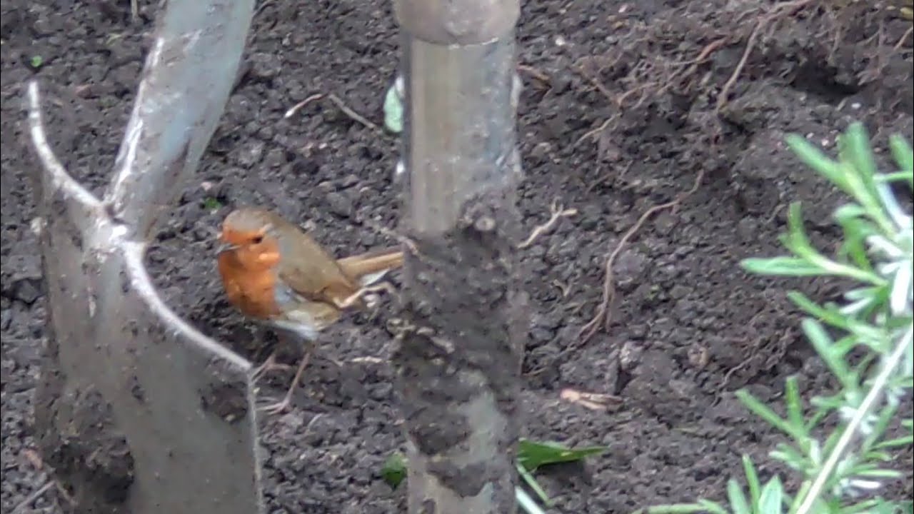 Cheerful robin. - YouTube