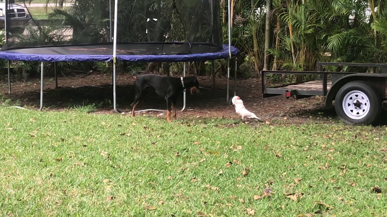 Cockatoo versus Doberman - YouTube