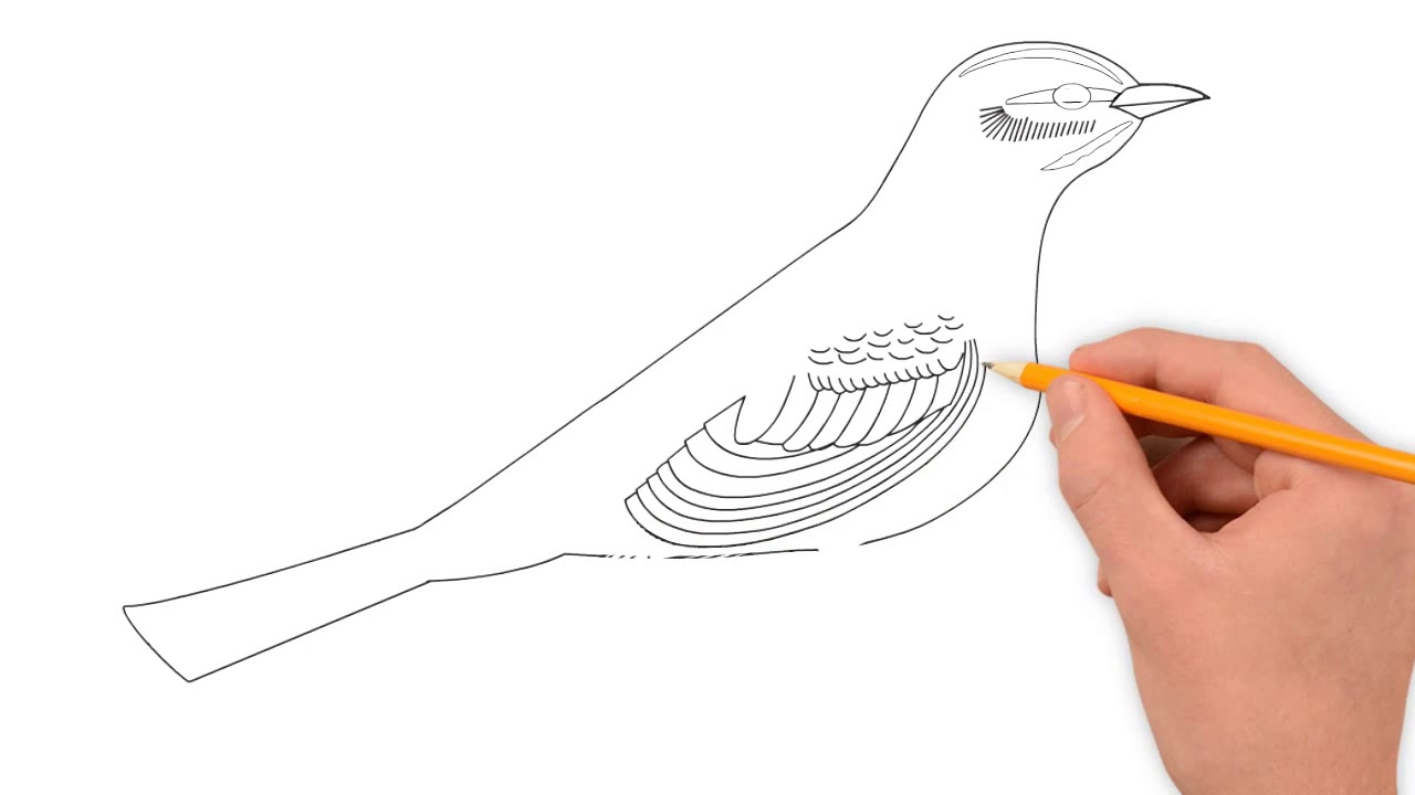 How for Kids | how to draw a northern mockingbird bird step by step ...