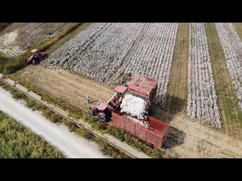 pamuk toplama ve pamuk yetiştiriciliği