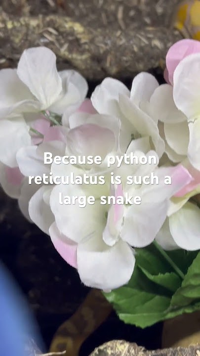 Reticulated python fun fact - YouTube
