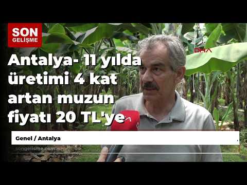 Antalya- 11 yılda üretimi 4 kat artan muzun fiyatı 20 TL'ye kadar düştü; üretici şikayetçi