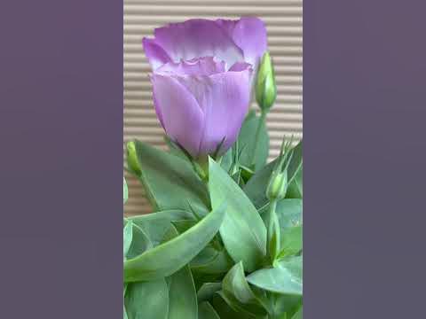 Эустома Сапфир Пинк Рим - YouTube