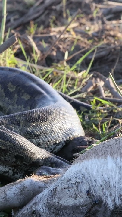 MASSIVE snake on Safari | African Rock Python | Marataba Game Reserve # ...