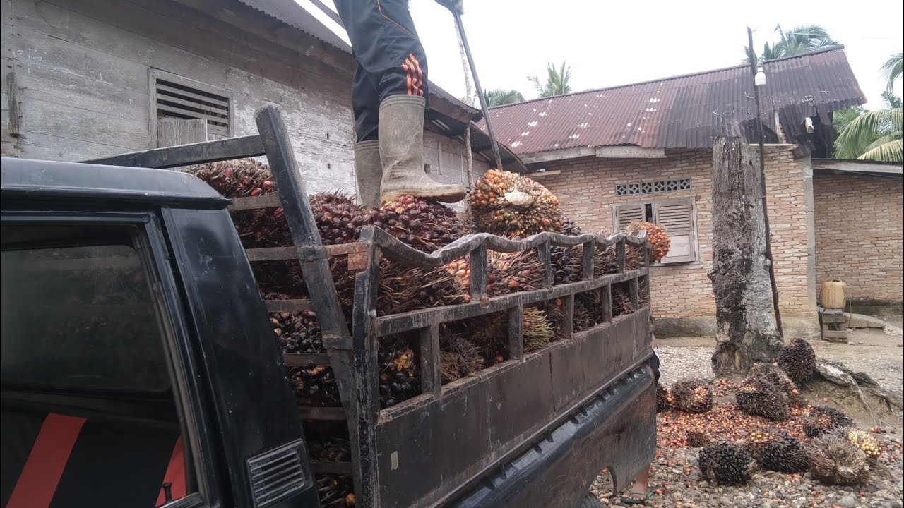 belajar muat sawit menggunakan mobil l300 - YouTube